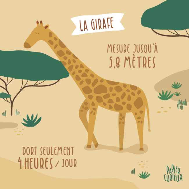 Tout savoir sur la girafe avec cette illustation - Papier curieux